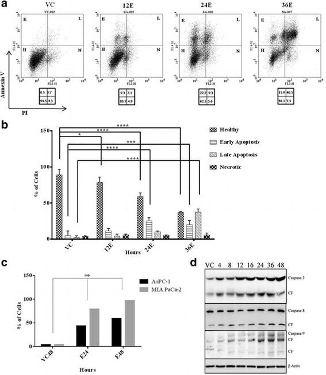 Active/Pro-Caspase 3 Antibody (MA1-91637)