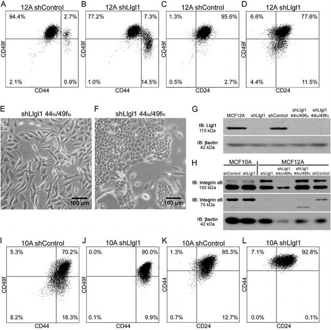 CD24 Antibody, PE (12-0247-42)
