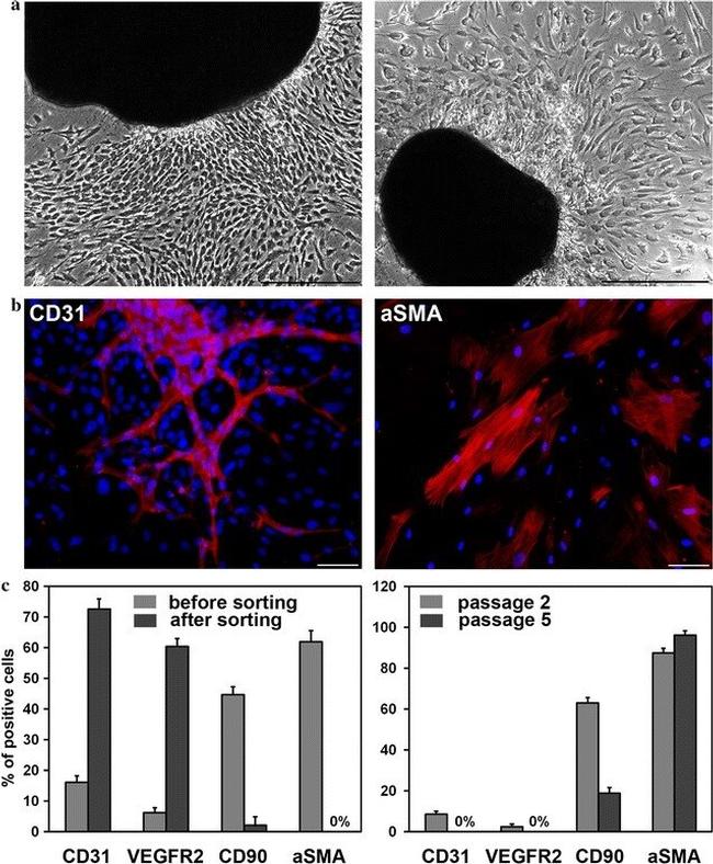 CD90 (Thy-1) Antibody, Biotin (13-0909-82)