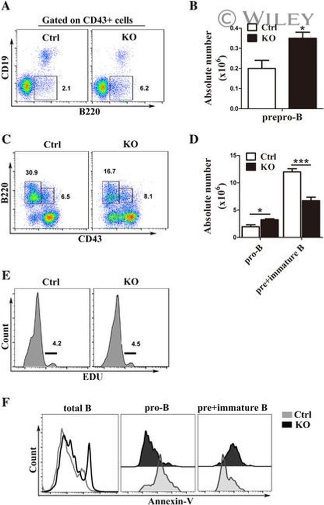 CD19 Antibody, Functional Grade (16-0193-81)