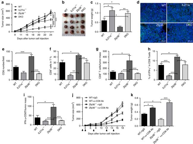 CD3 Antibody (14-0032-82)