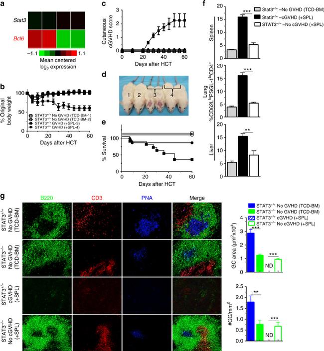 CD3e Antibody, eFluor™ 450 (48-0031-82)