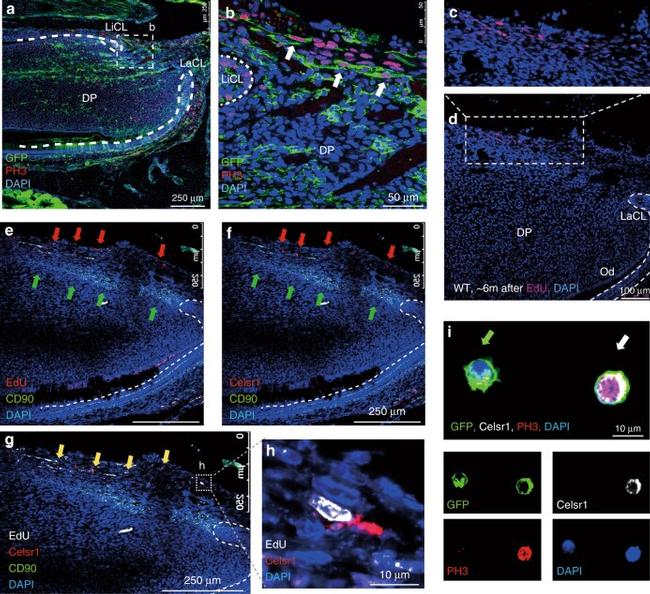 CD90.2 (Thy-1.2) Antibody (14-0903-82)
