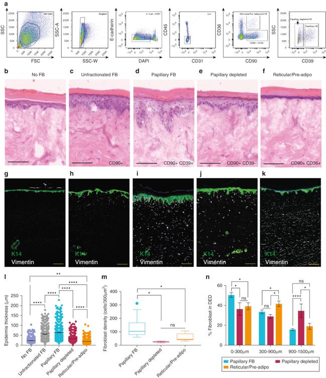 CD36 Antibody, FITC (11-0369-42)