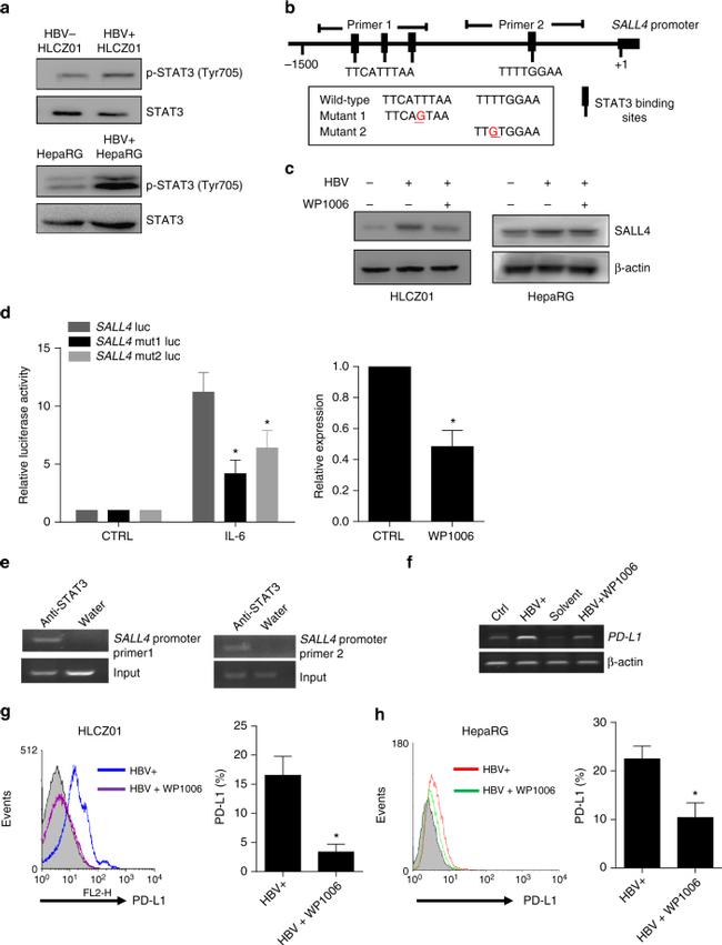 CD274 (PD-L1, B7-H1) Antibody (14-5983-82)