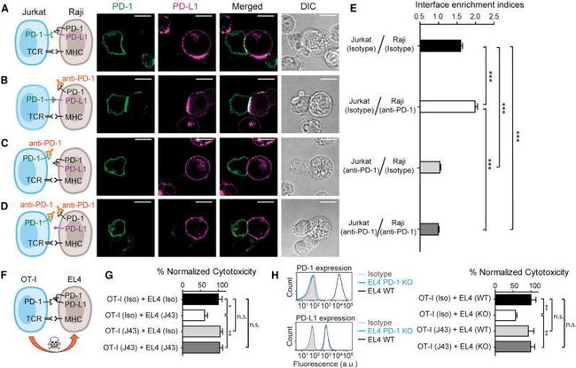 CD279 (PD-1) Antibody, FITC (11-9969-42)