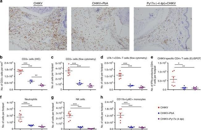 NK1.1 Antibody, APC (17-5941-82)