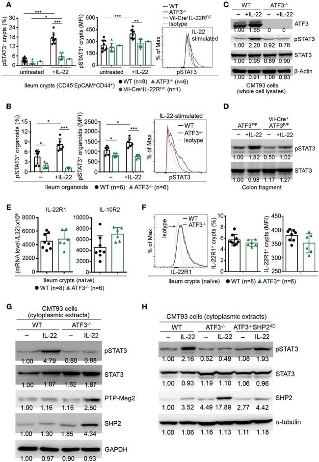 Phospho-STAT3 (Tyr705) Antibody, FITC (11-9033-42)