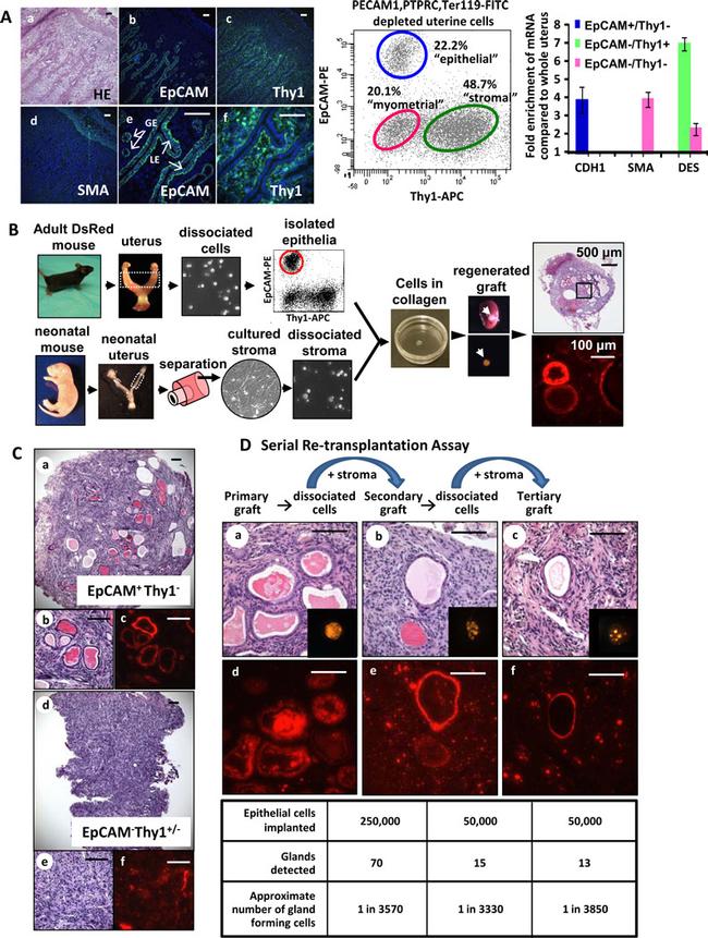 CD326 (EpCAM) Antibody (14-9326-82)