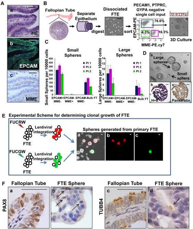 CD326 (EpCAM) Antibody (14-9326-82)
