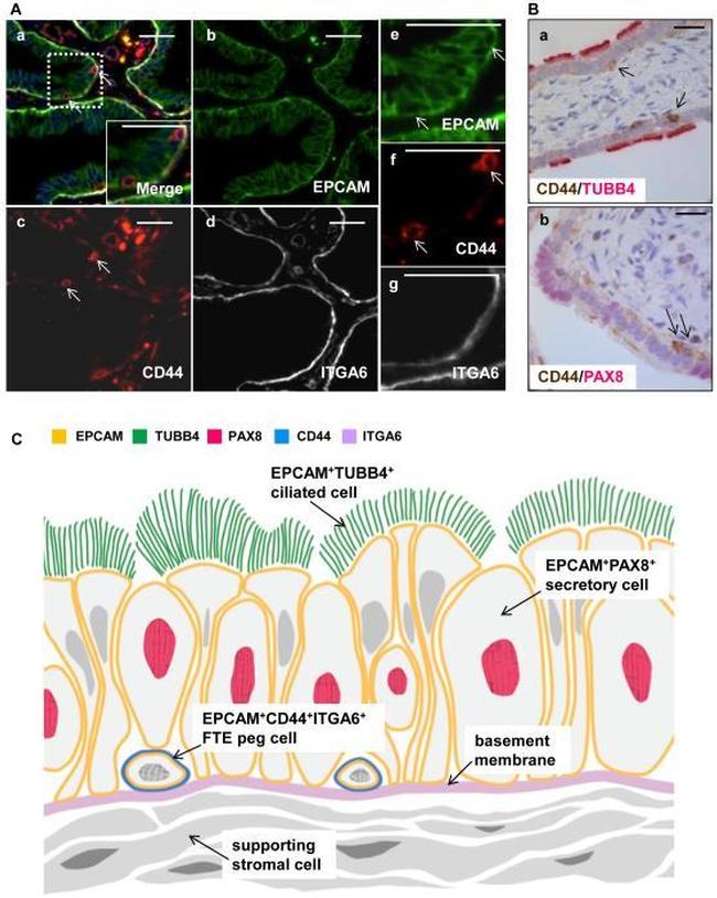 CD326 (EpCAM) Antibody, Alexa Fluor™ 488 (53-9326-42)