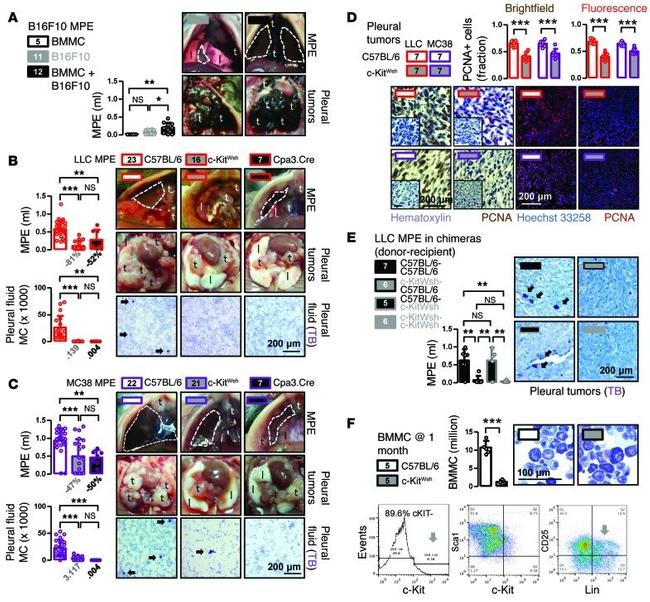 CD117 (c-Kit) Antibody, FITC (11-1171-82)