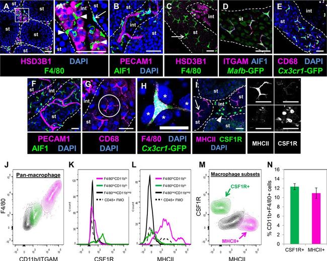 MHC Class II (I-A/I-E) Antibody (14-5321-82)