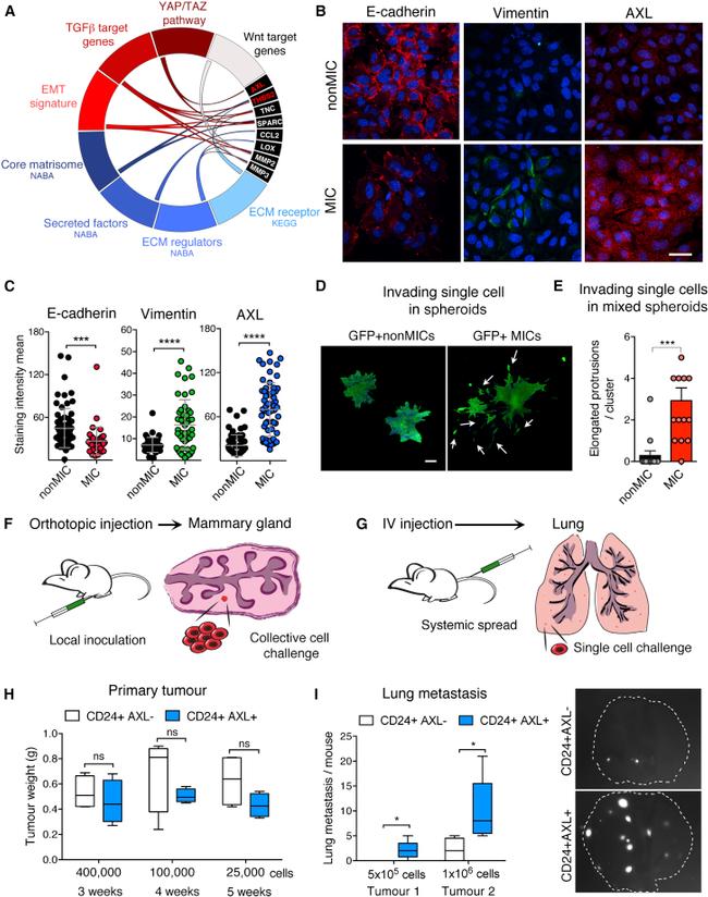 CD90.1 (Thy-1.1) Antibody, FITC (11-0900-81)