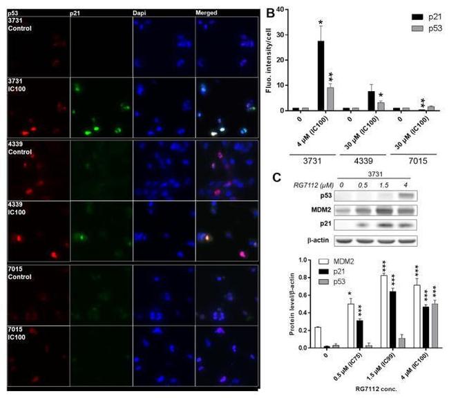 p21 Antibody (MA5-14949)