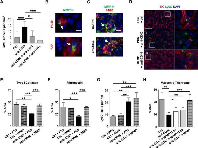 F4/80 Antibody, eFluor™ 570 (41-4801-82)