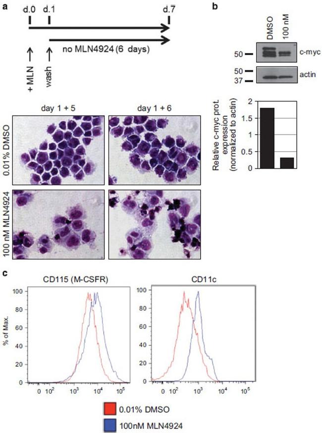 CD11c Antibody, FITC (11-0116-42)