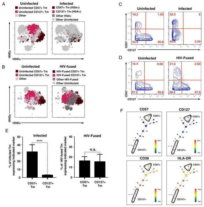 CD57 Antibody, FITC (11-0577-42)