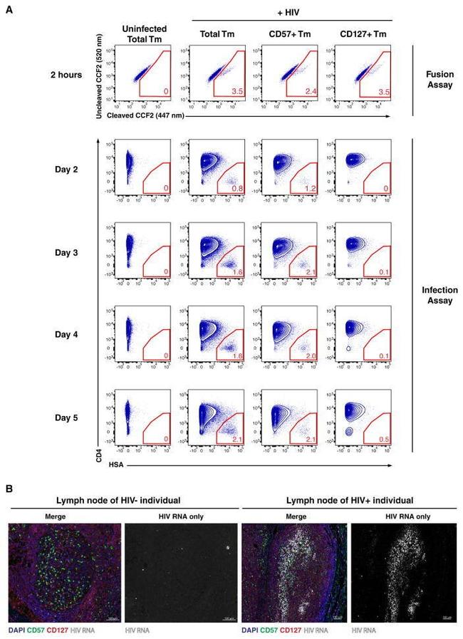 CD57 Antibody, eFluor™ 660 (50-0577-42)