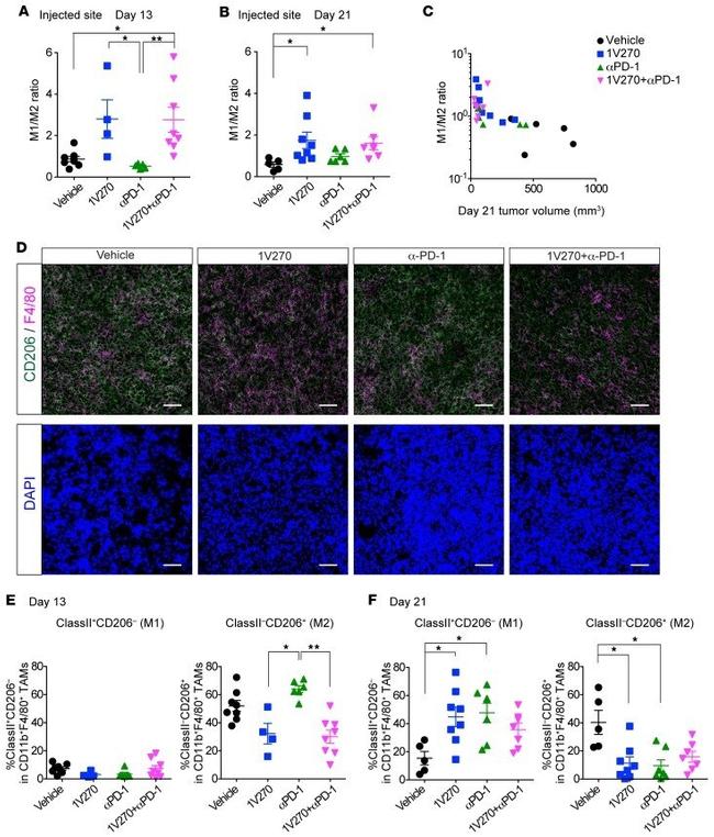 F4/80 Antibody, Biotin (13-4801-82)