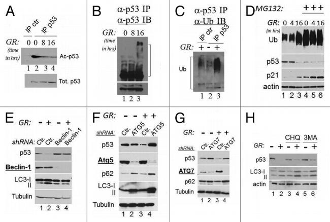 Ubiquitin Antibody (13-1600)