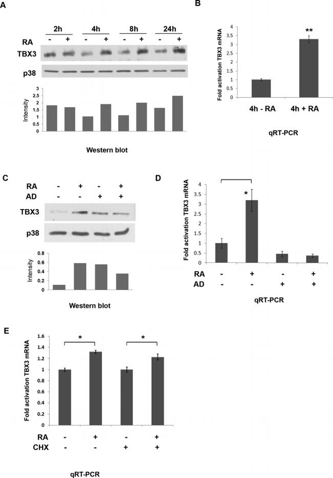 TBX3 Antibody (42-4800)