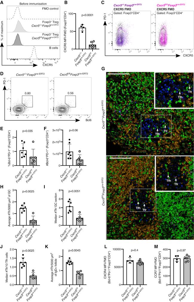 FOXP3 Antibody, eFluor™ 660 (50-5773-82)