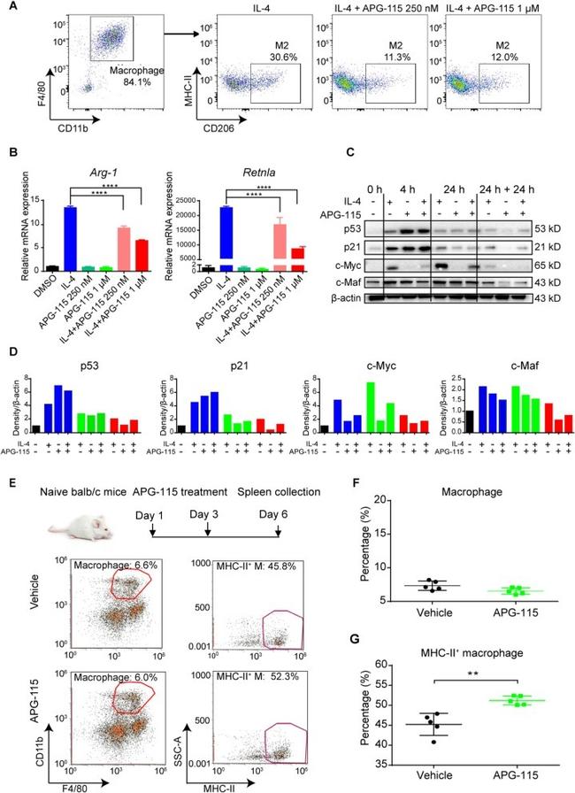 MHC Class II (I-A/I-E) Antibody, APC (17-5321-82)
