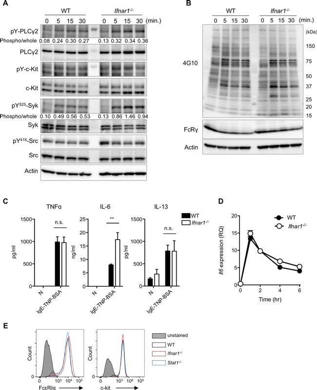 FceR1 alpha Antibody, PerCP-eFluor™ 710 (46-5898-82)