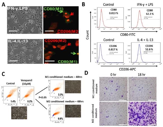 CD206 (MMR) Antibody, PE (12-2069-42)