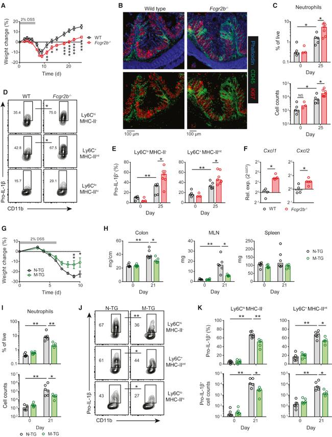 CD45R (B220) Antibody (14-0452-82)