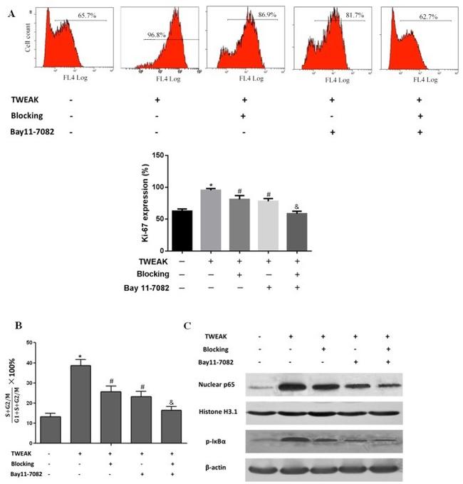 Ki-67 Antibody (14-5699-82)