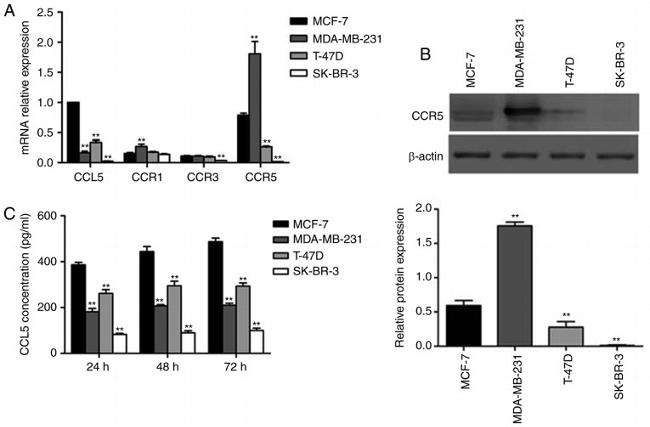 CCR5 Antibody (PA1-41303)