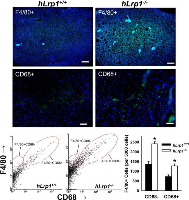 F4/80 Antibody, eFluor™ 570 (41-4801-82)