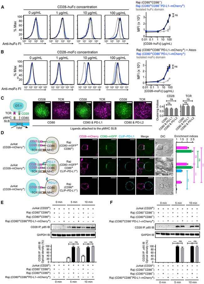 CD274 (PD-L1, B7-H1) Antibody (14-5983-82)