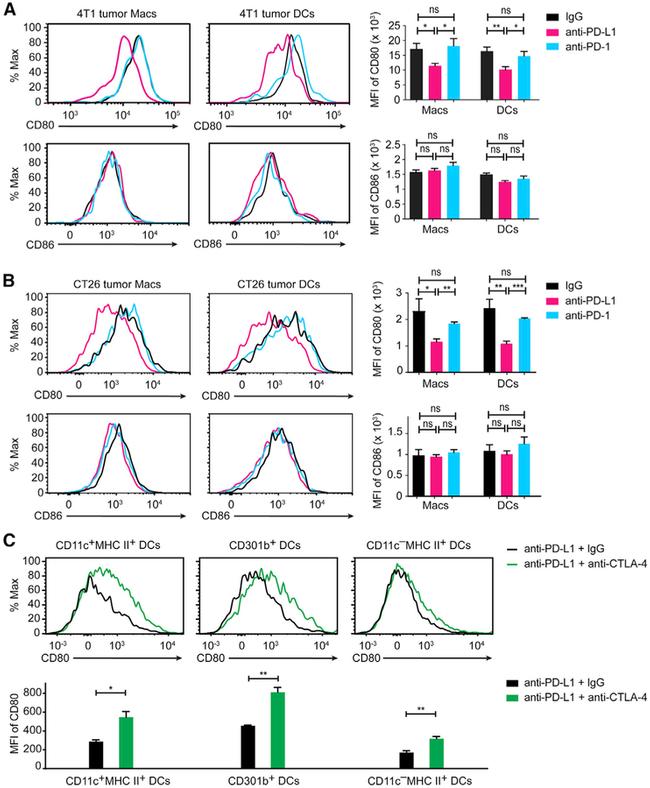 CD274 (PD-L1, B7-H1) Antibody (14-5983-82)