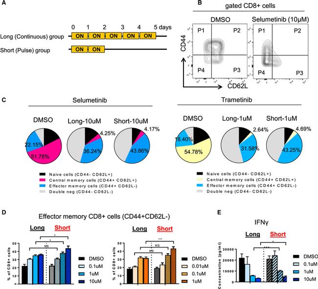 CD62L (L-Selectin) Antibody, FITC (11-0621-82)