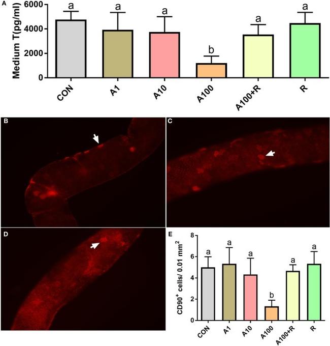 CD90.1 (Thy-1.1) Antibody, FITC (11-0900-81)