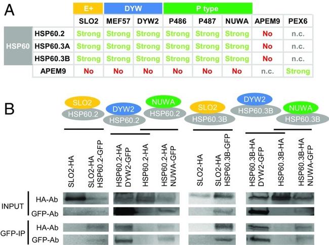 GFP Antibody, HRP (A10260)