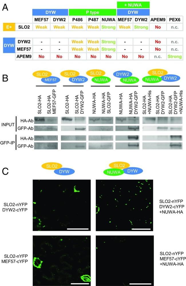 GFP Antibody, HRP (A10260)