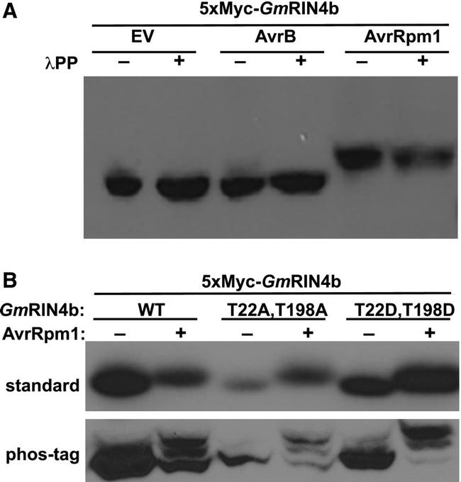 c-Myc Antibody, HRP (MA1-81357)