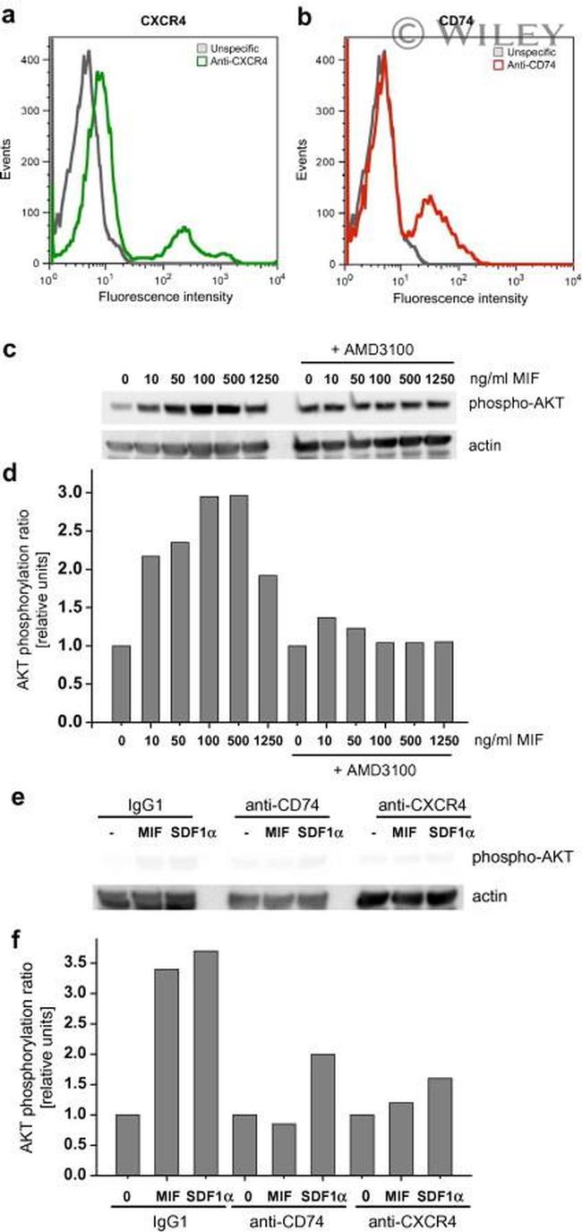 CD74 Antibody (14-0747-82)