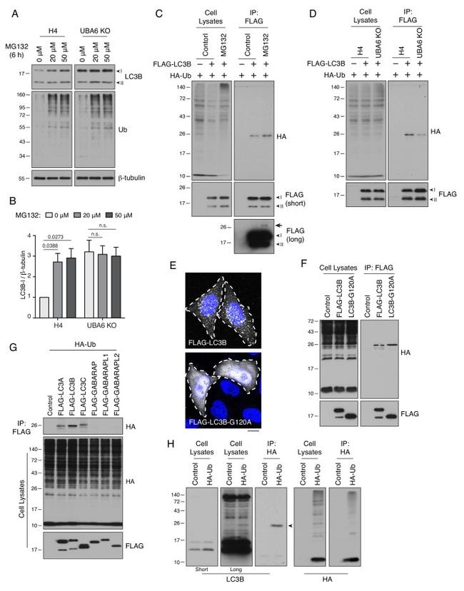 Ubiquitin Antibody (13-1600)