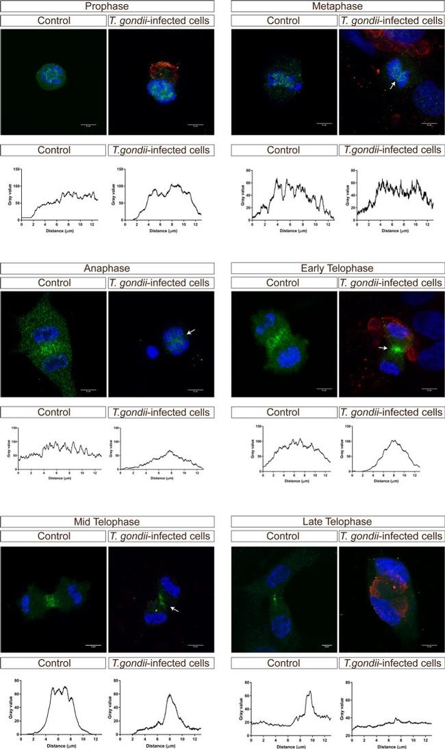 Toxoplasma gondii Antibody (PA1-7256)