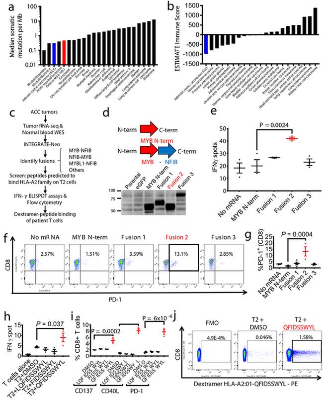 CD279 (PD-1) Antibody, APC (17-9969-42)