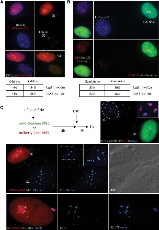 RAD51 Antibody (MA1-23271)