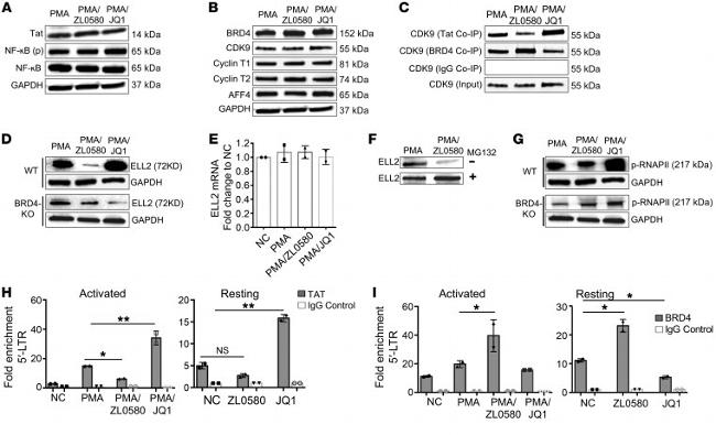 NFkB p65 Antibody (33-9900)