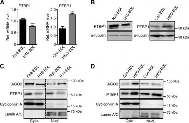 PTBP1 Antibody (32-4800)