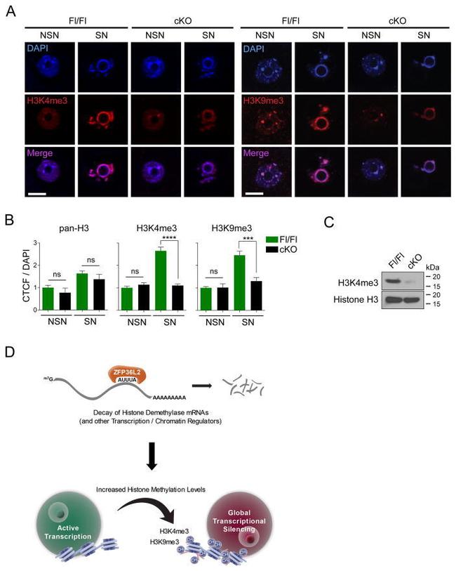Histone H3 Antibody (AHO1432)