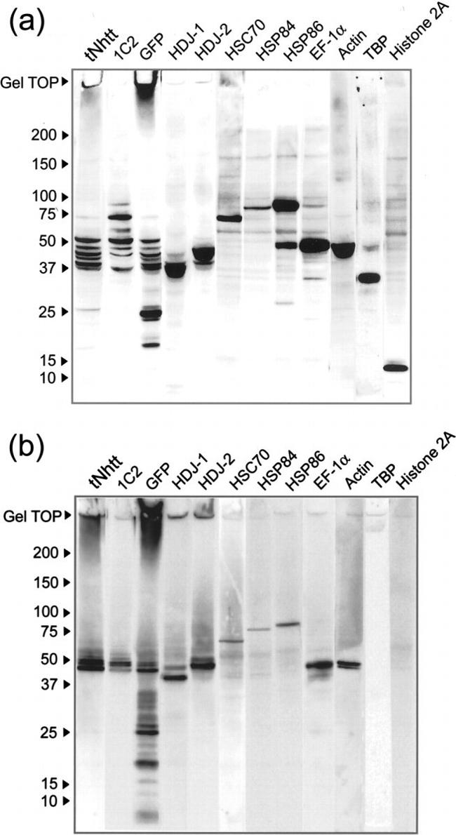 HSP90 alpha Antibody (PA3-013)
